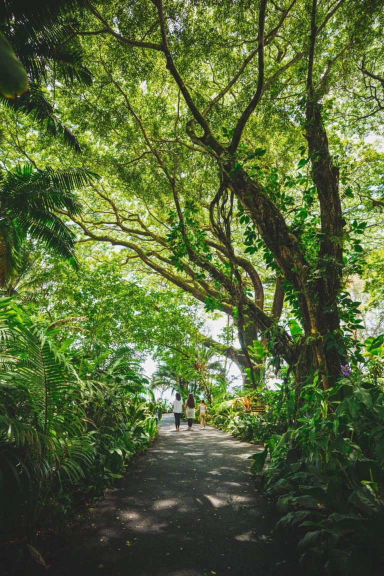 What Is A Bioreserve Hawaii Tropical Botanical Garden what-is-a-bioreserve-hawaii-tropical-botanical-garden