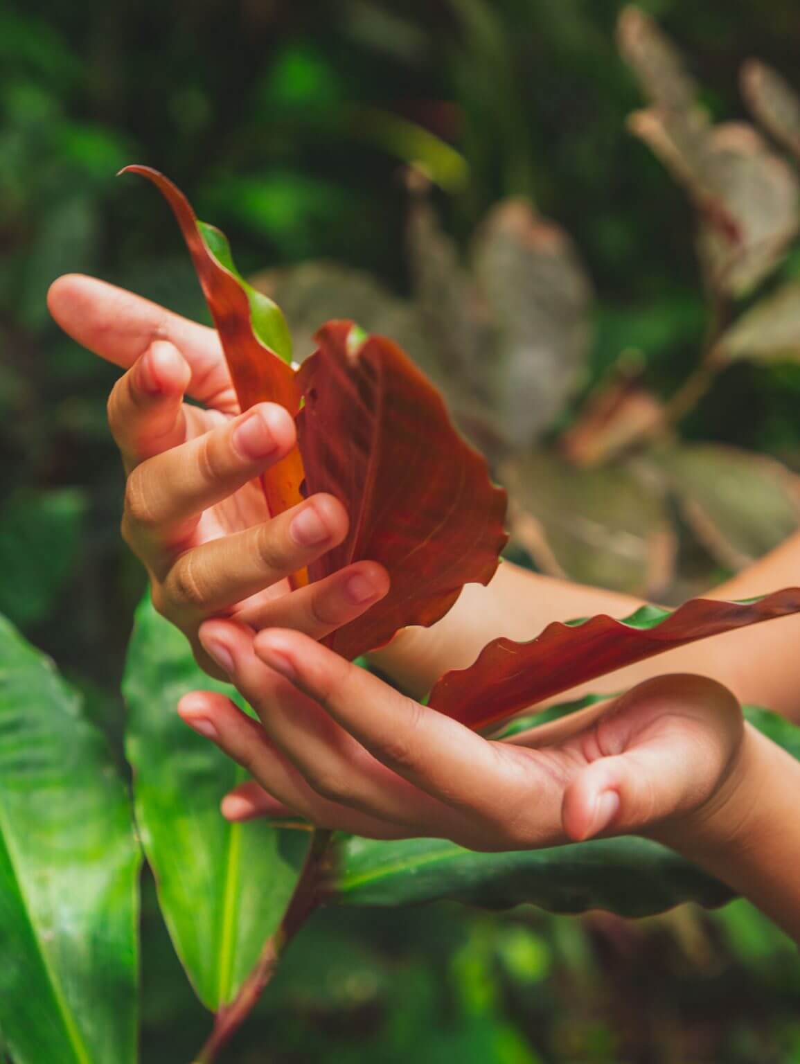 Big Island Adventures | Hawaii Tropical Bioreserve & Garden