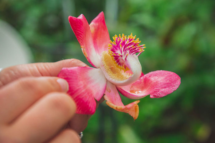 GET INVOLVED – Hawaii Tropical Botanical Garden