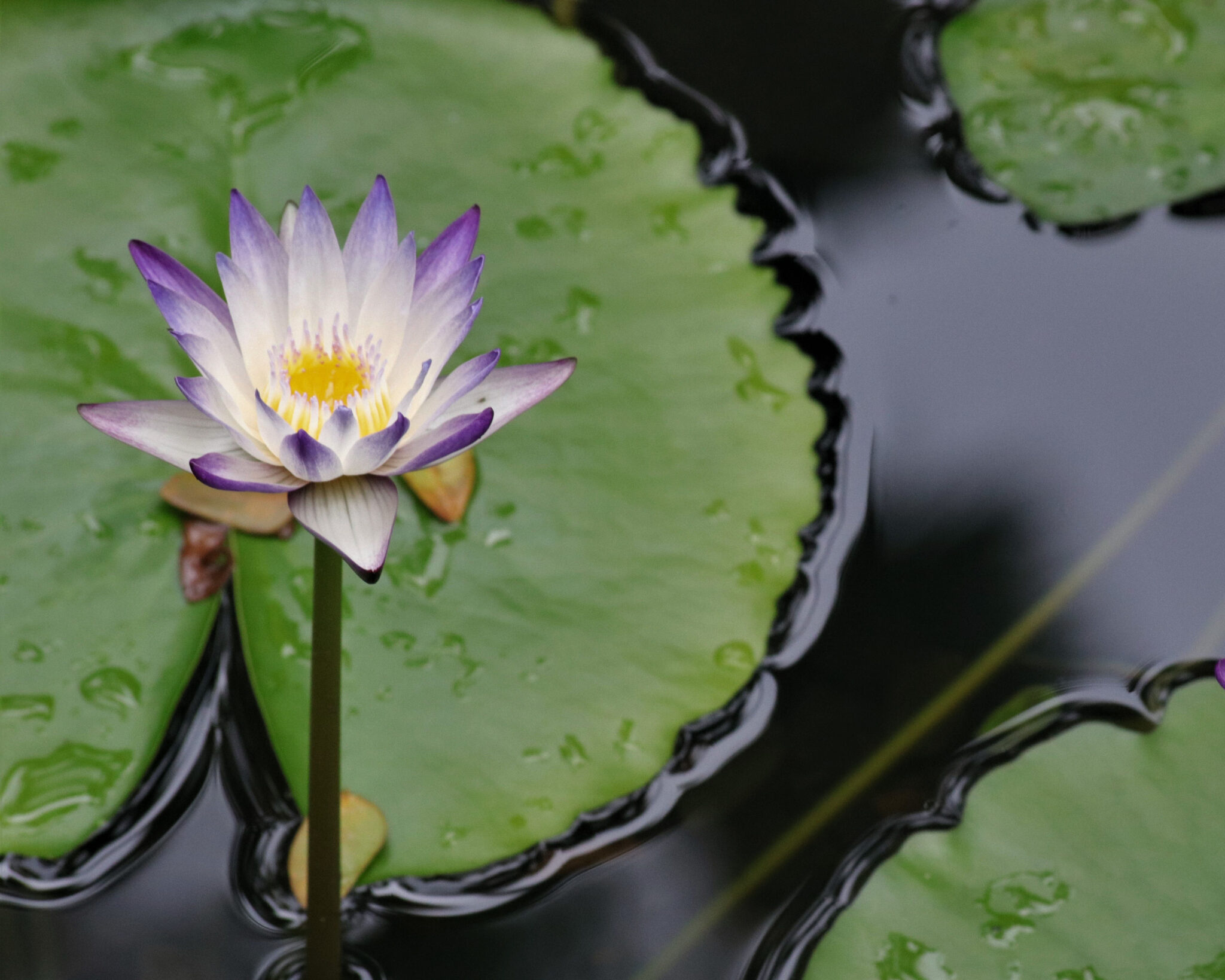HTBG Interactive Map - Hawaii Tropical Botanical Garden