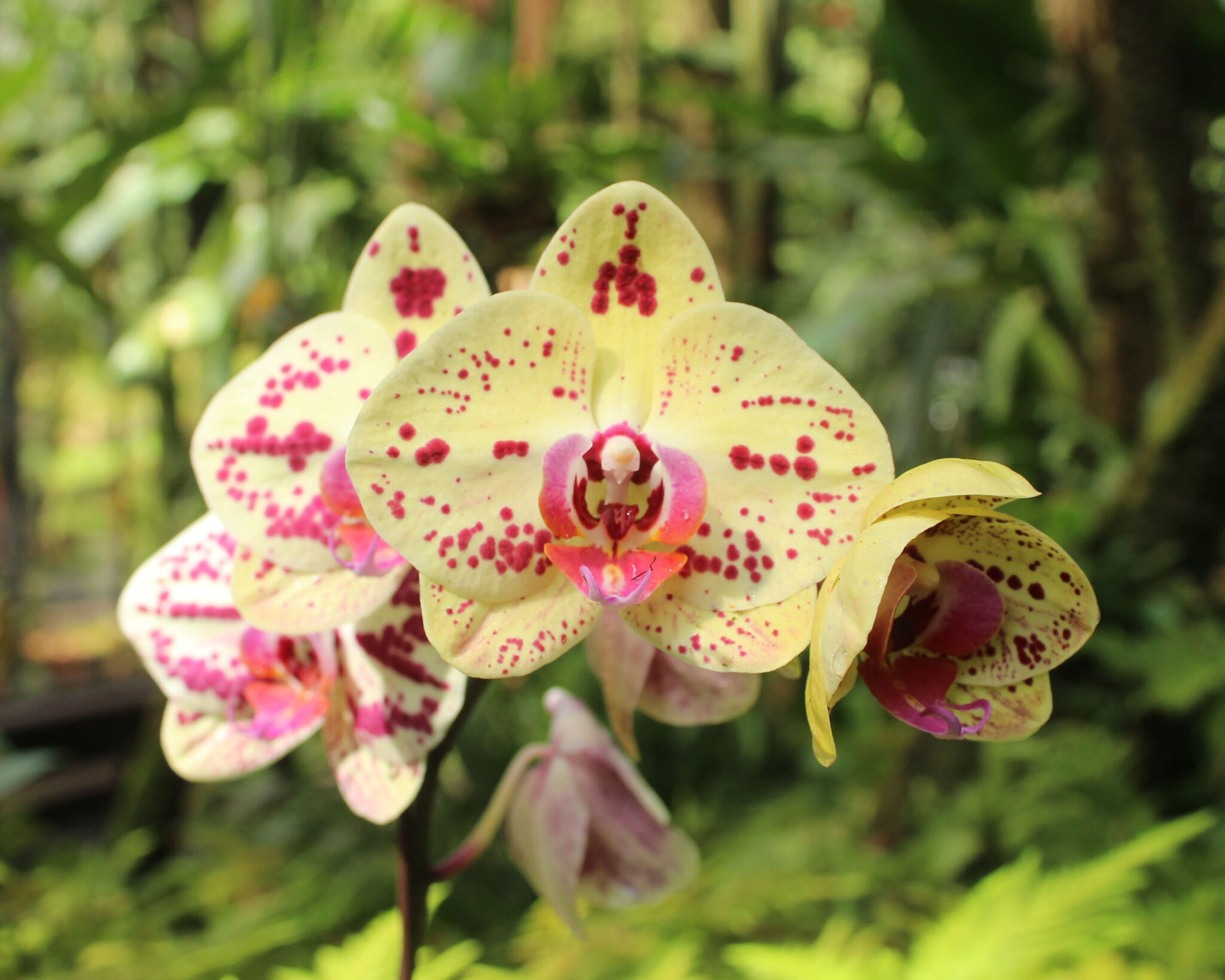 HTBG INTERACTIVE MAP – Hawaii Tropical Botanical Garden