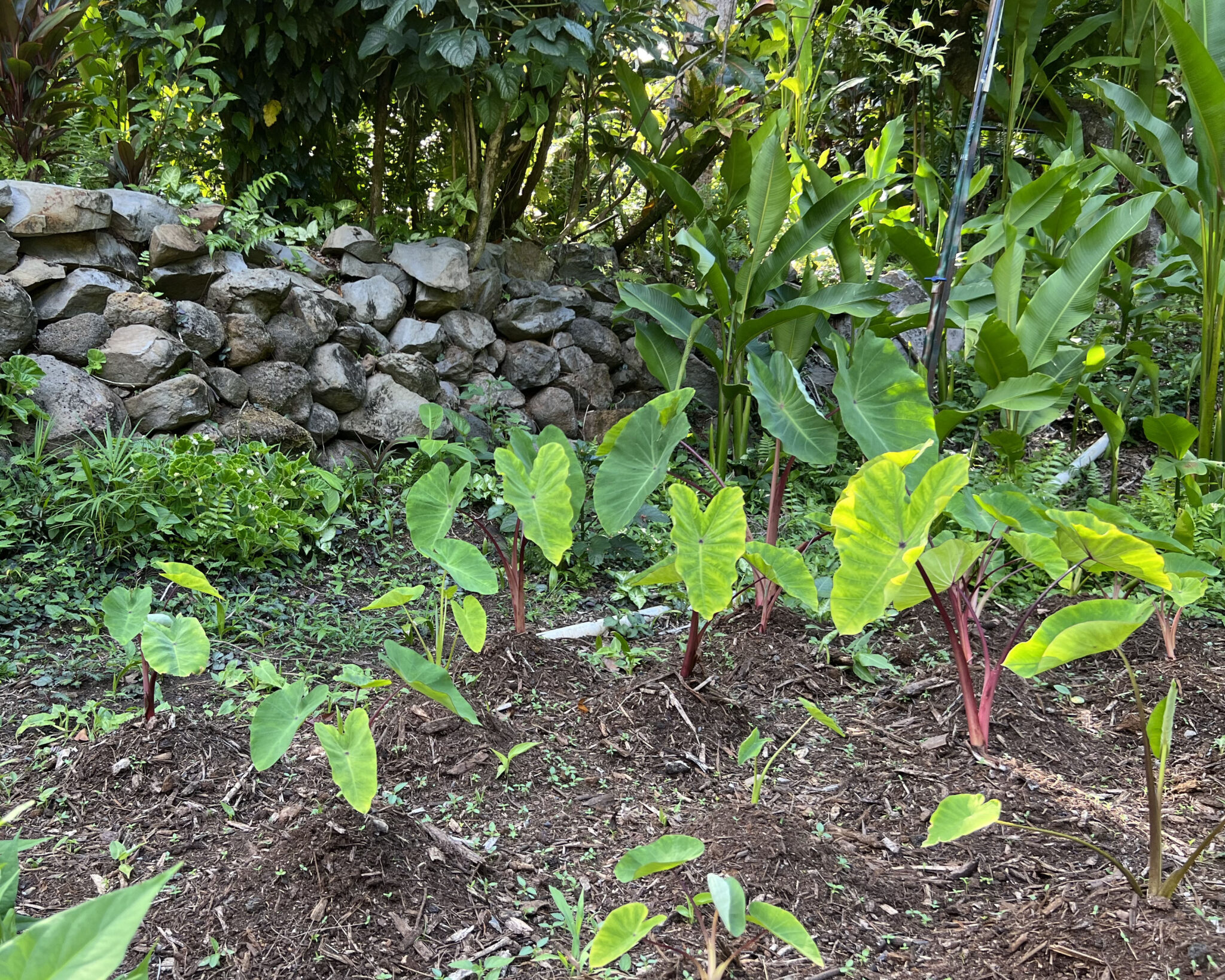 PLAN YOUR VISIT – Hawaii Tropical Botanical Garden