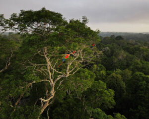 THE RAINFOREST – Hawaii Tropical Botanical Garden